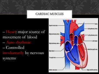 introduction to muscular system | PPTX