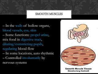 introduction to muscular system | PPTX