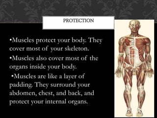 introduction to muscular system | PPTX