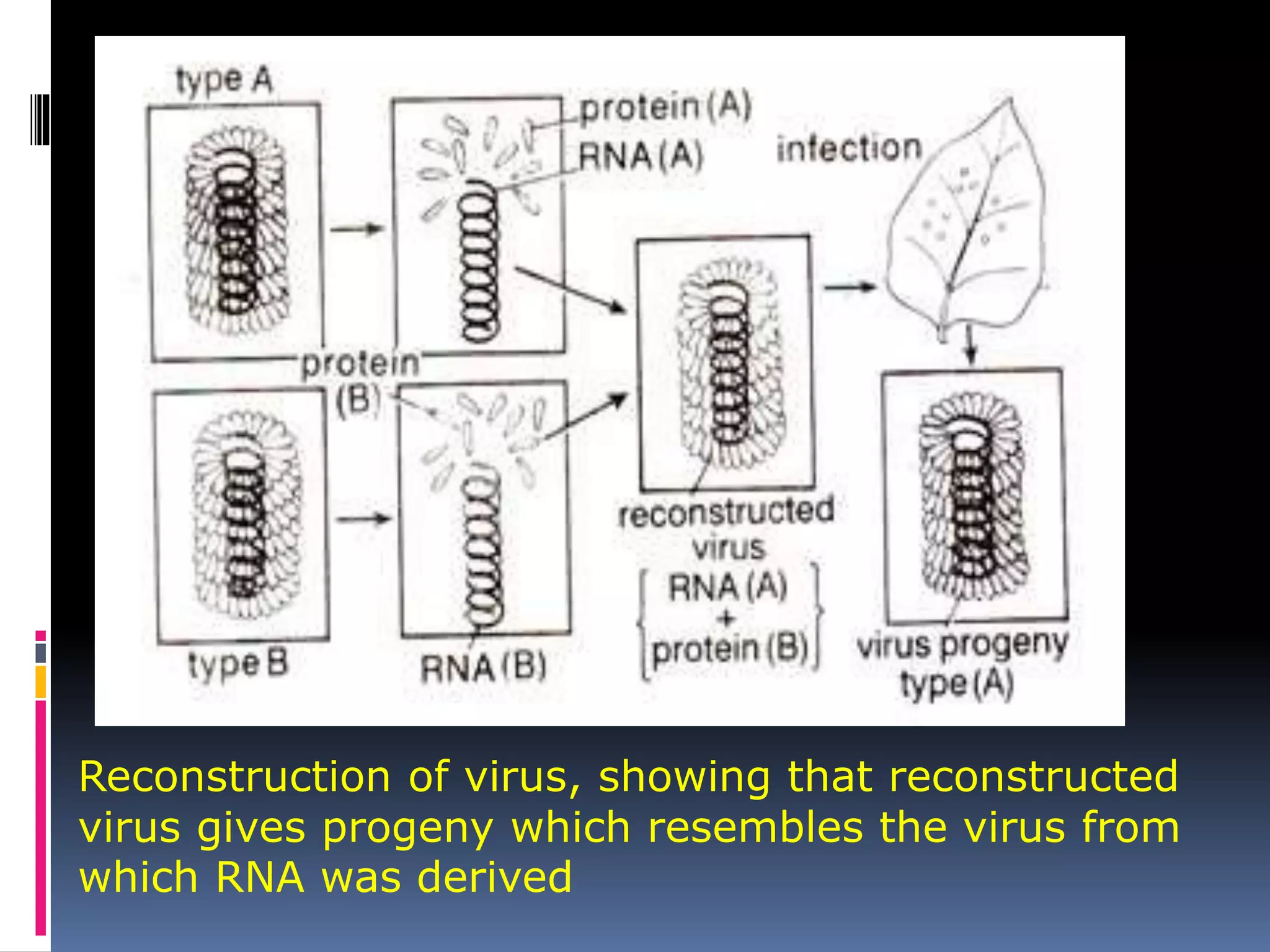 RNA AS GENETIC MATERIAL | PPTX