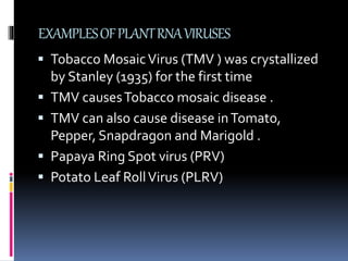 RNA AS GENETIC MATERIAL | PPTX