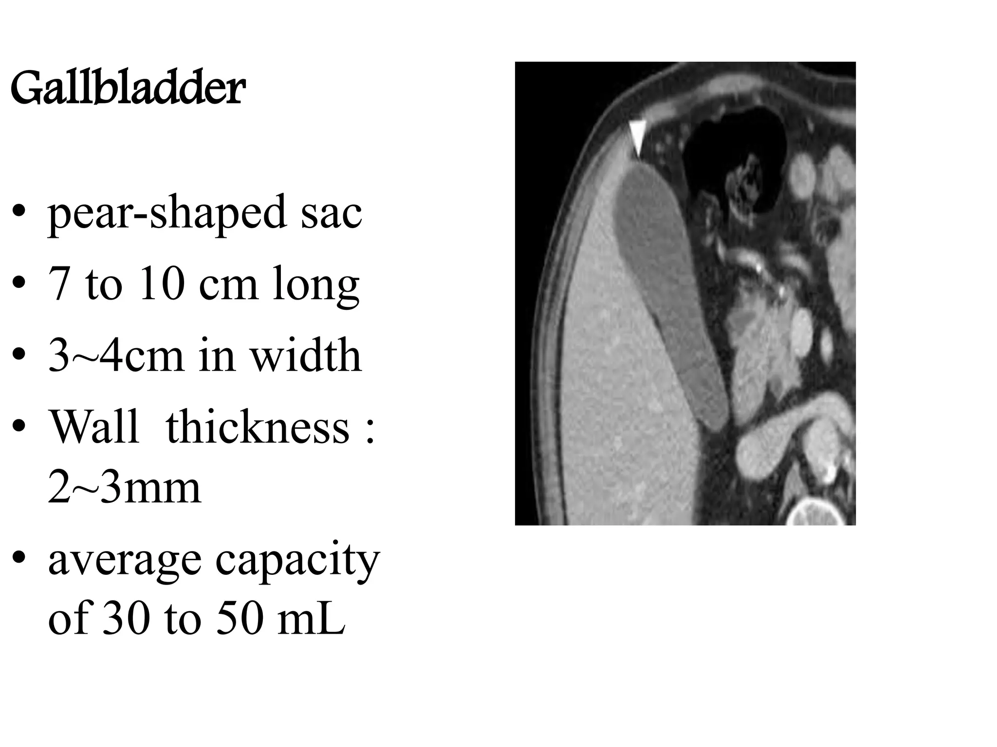 hepatobiliary imaging anatomy, Radiology | PPTX