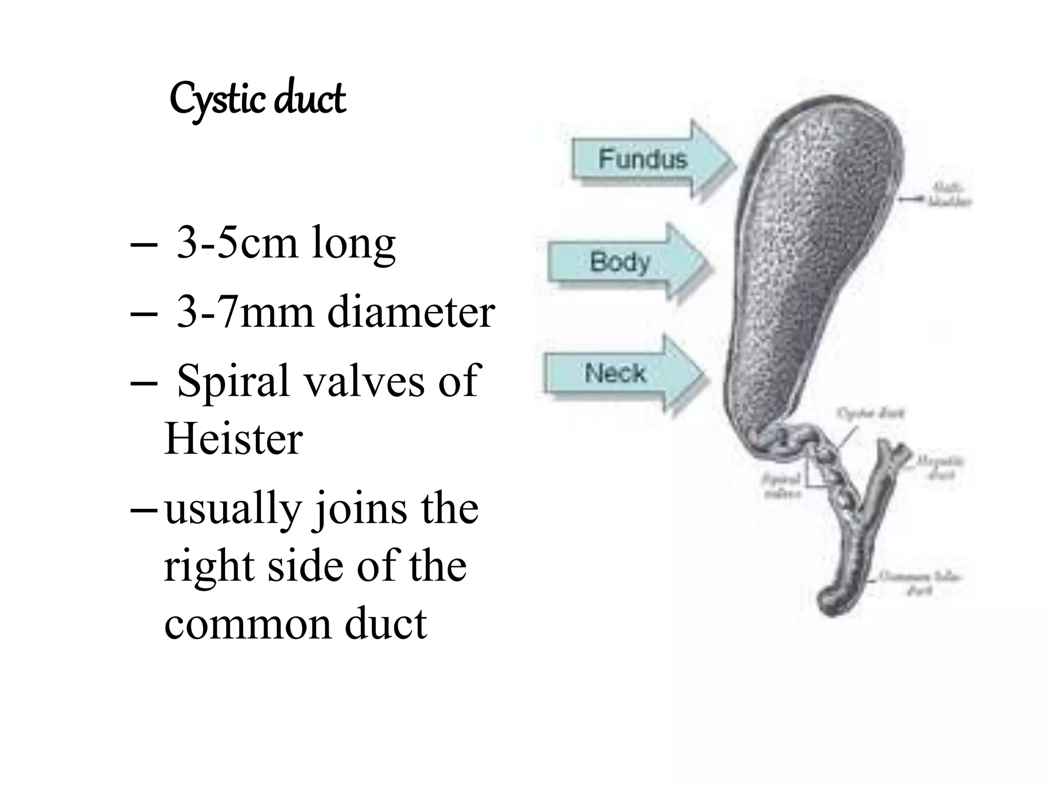 hepatobiliary imaging anatomy, Radiology | PPTX