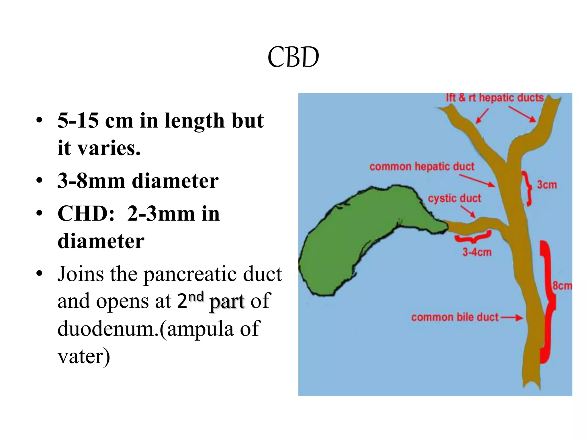 hepatobiliary imaging anatomy, Radiology | PPTX
