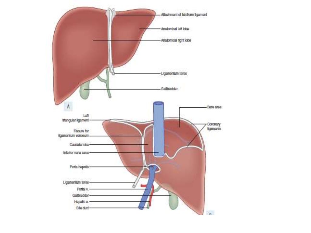 hepatobiliary imaging anatomy, Radiology