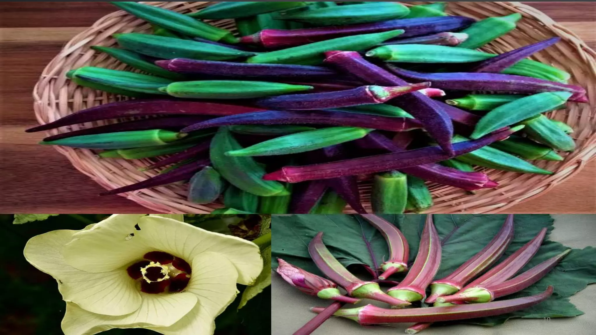 Okra Breeding Techniques | PPTX