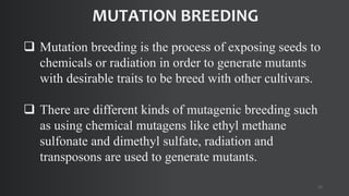 Okra Breeding Techniques | PPTX