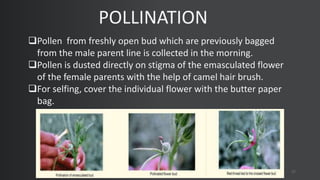 Okra Breeding Techniques | PPTX