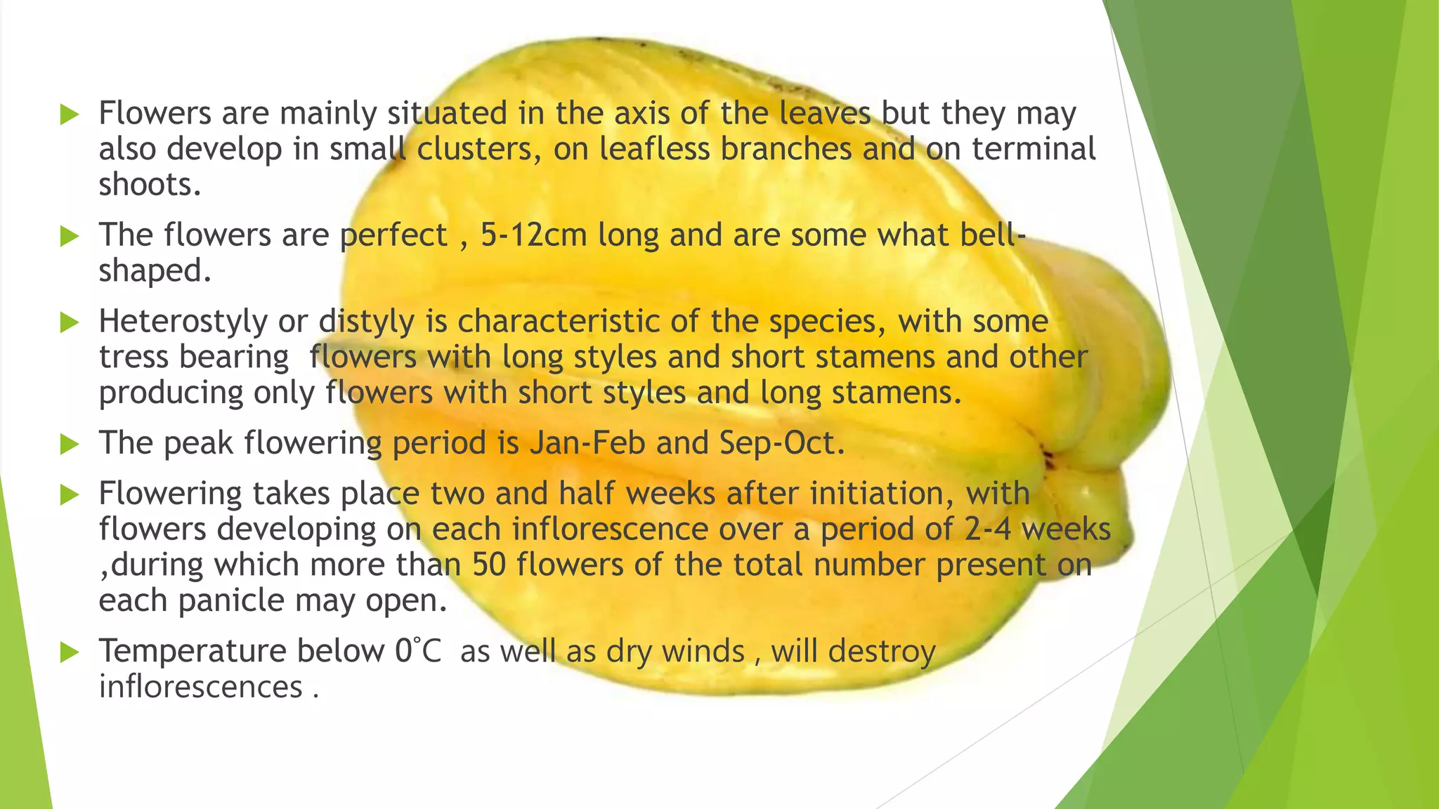 Carambola FLoral biology | PPTX