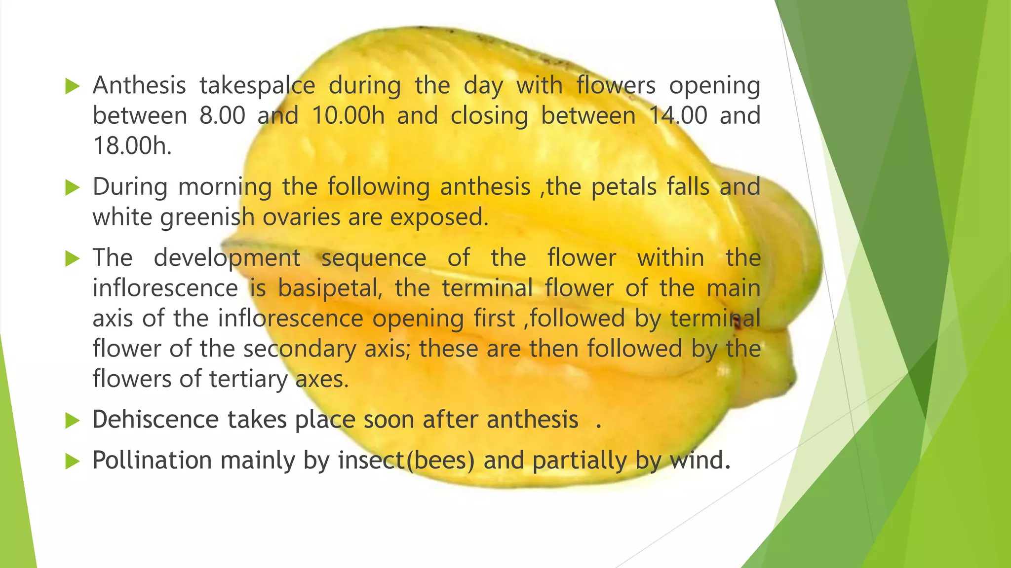 Carambola FLoral biology | PPTX