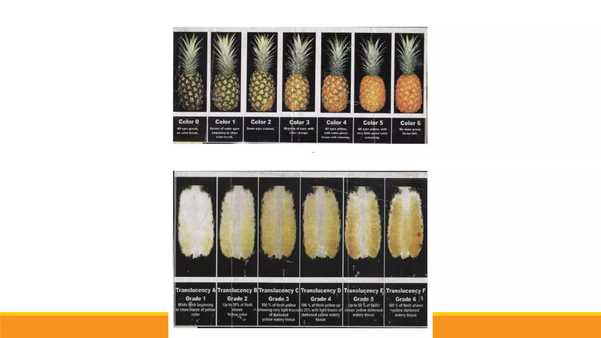 maturity indices of pineapple | PPTX
