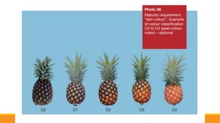 maturity indices of pineapple | PPTX