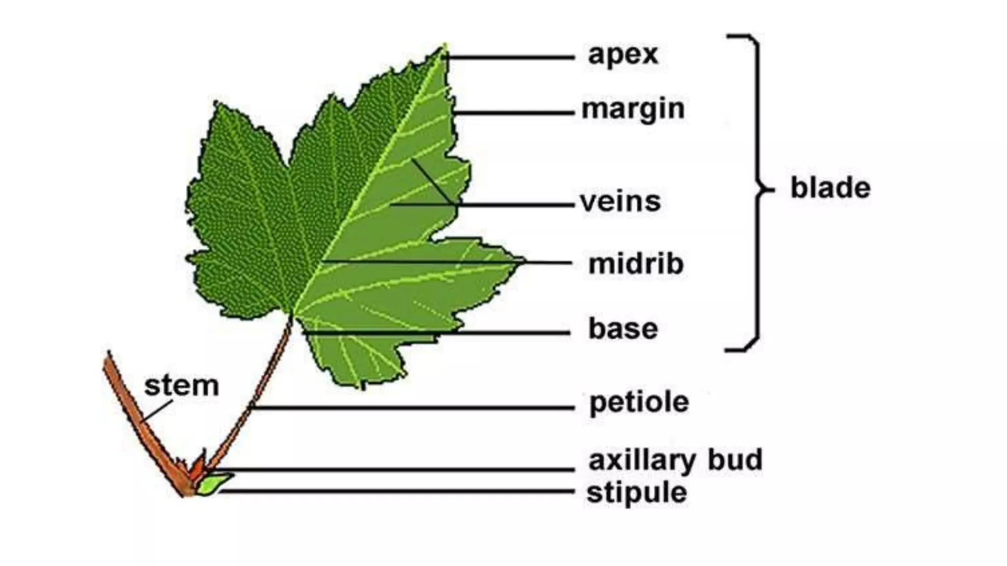 Morphology of different part of plant | PPT