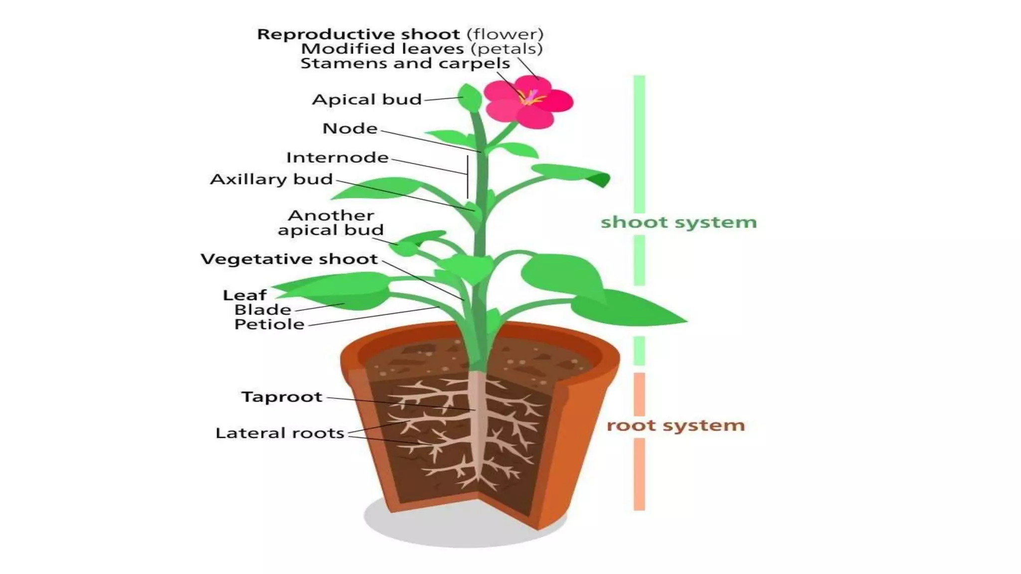 Morphology of different part of plant | PPT