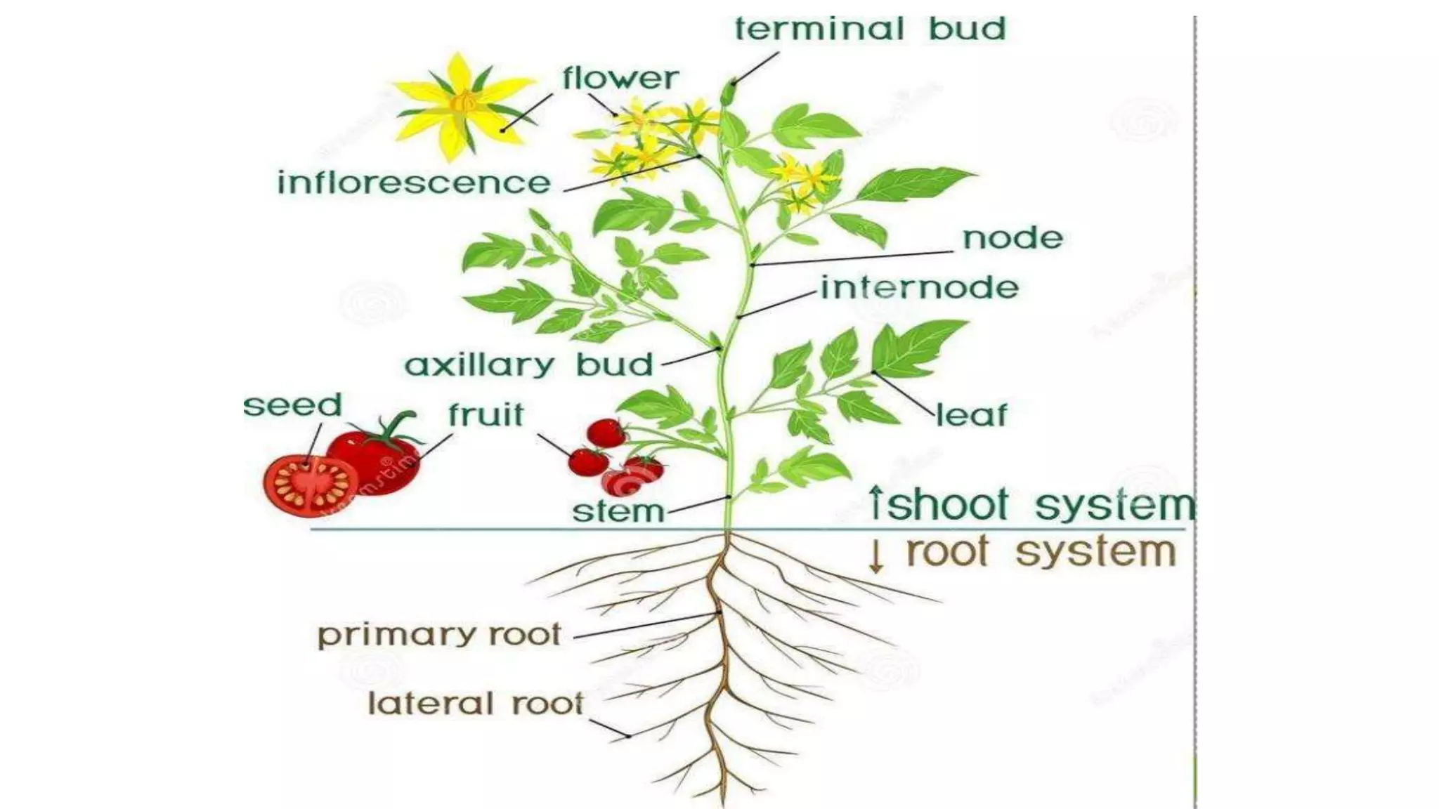 Morphology of different part of plant | PPTX