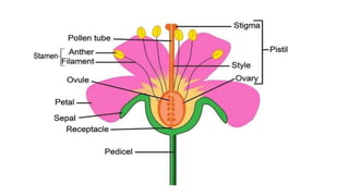 Morphology of different part of plant | PPT