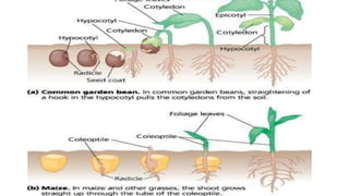 Morphology of different part of plant | PPT