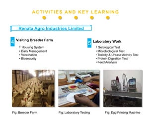 Animal Husbandry Internship Program Presentation | PPTX