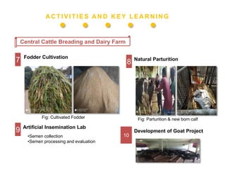 Animal Husbandry Internship Program Presentation | PPTX