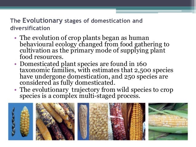 Evolution of crop species: Genetics of domestication and diversific…