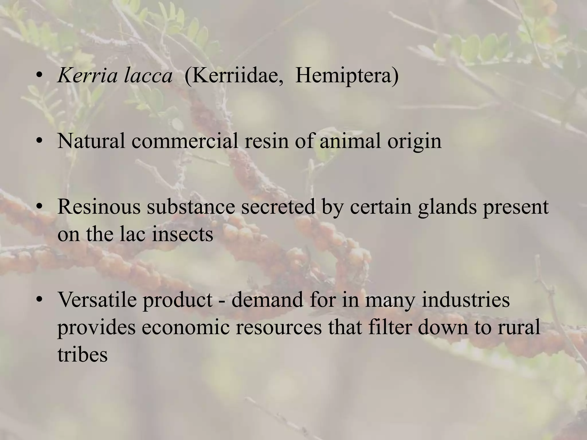 insect - a marketable commodity | PPTX