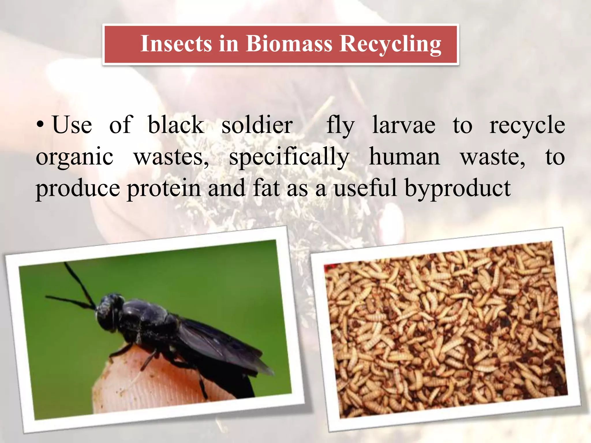 insect - a marketable commodity | PPTX