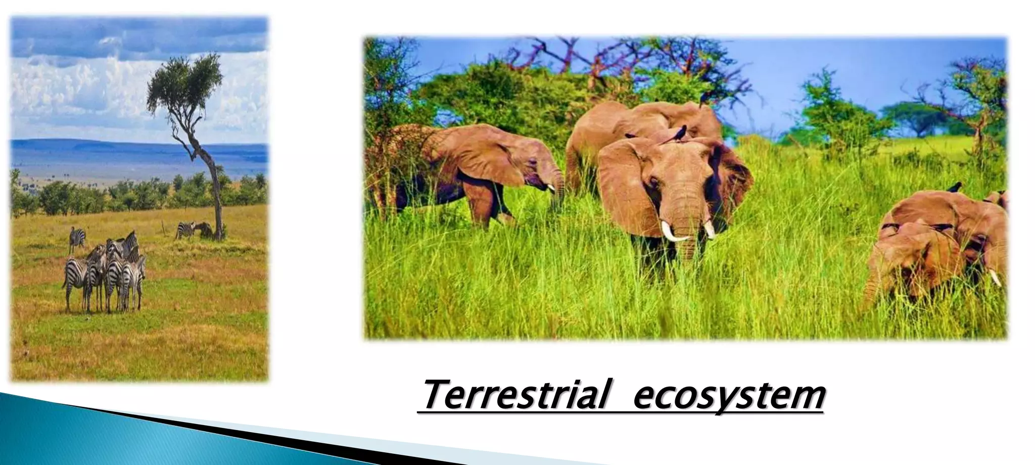 Natural and Agriculture Ecosystem | PPTX