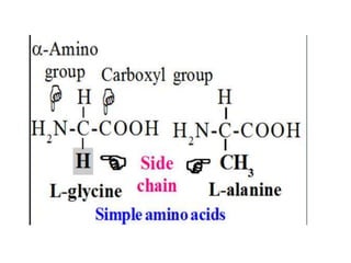 Amino Acids | PPT