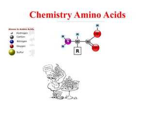 Amino Acids | PPT