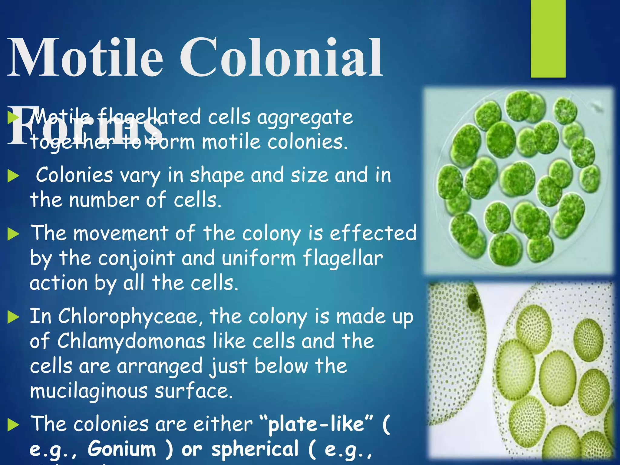 Presentation1 | PPTX