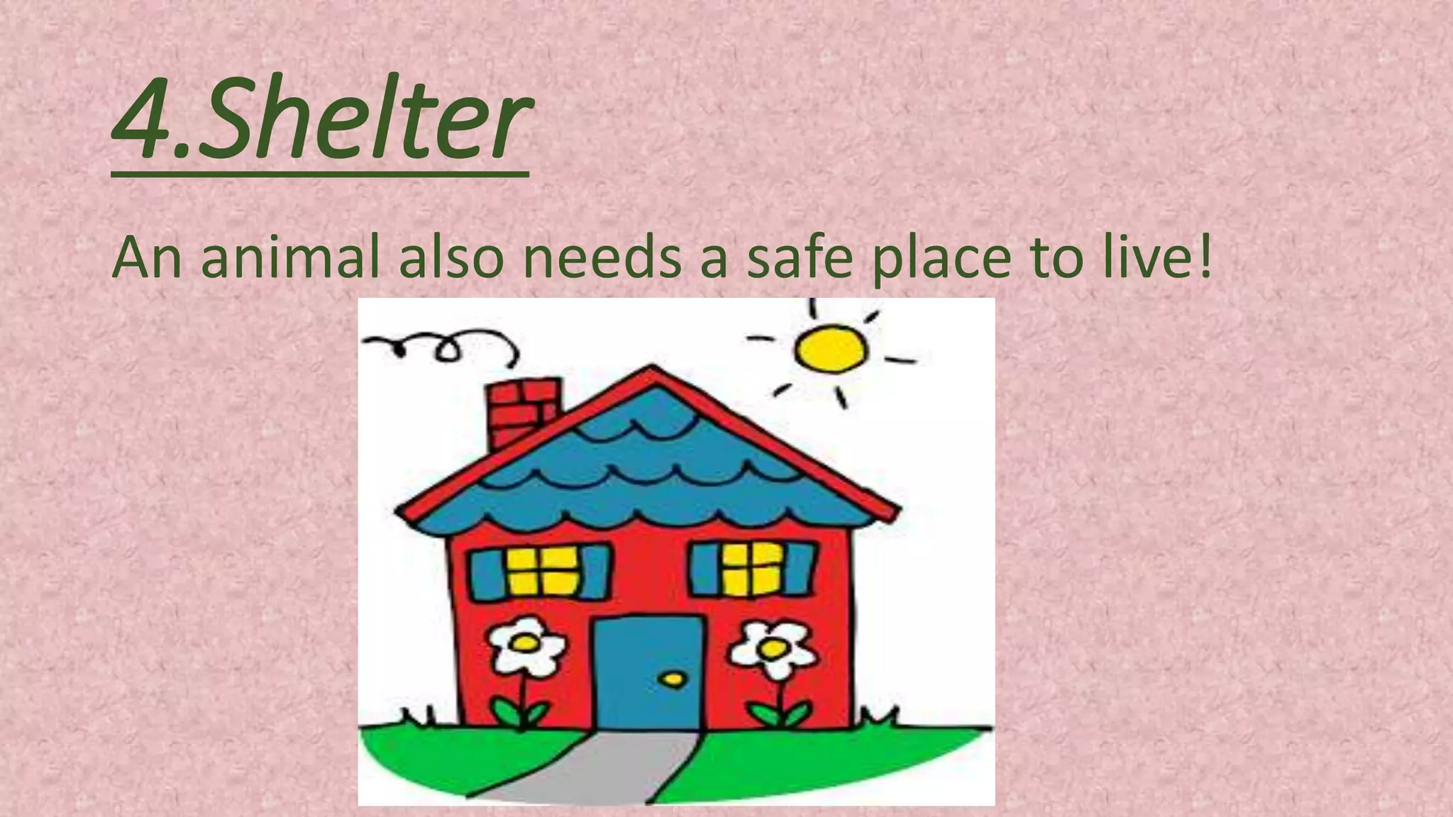 What do animals need to survive? | PPT