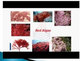Algae | PPTX