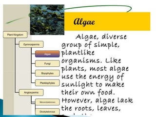 Algae | PPTX