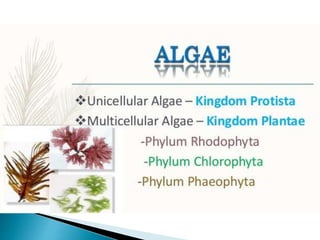 Algae | PPTX