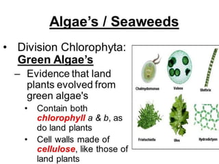 Algae | PPTX