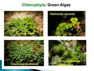 Algae | PPTX