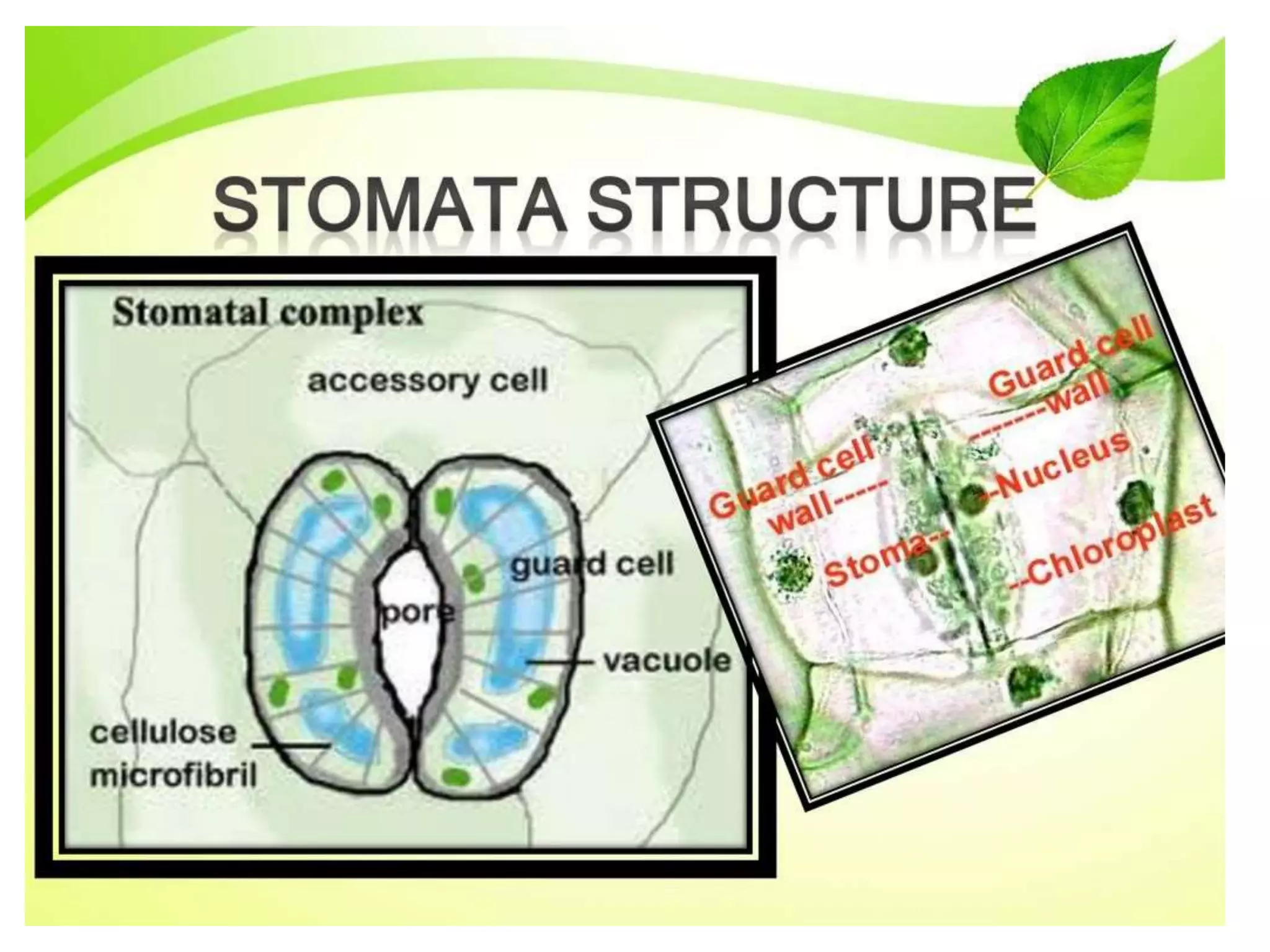 Leaf, stomata & stem anatomy | PPTX | Biological Sciences | Science