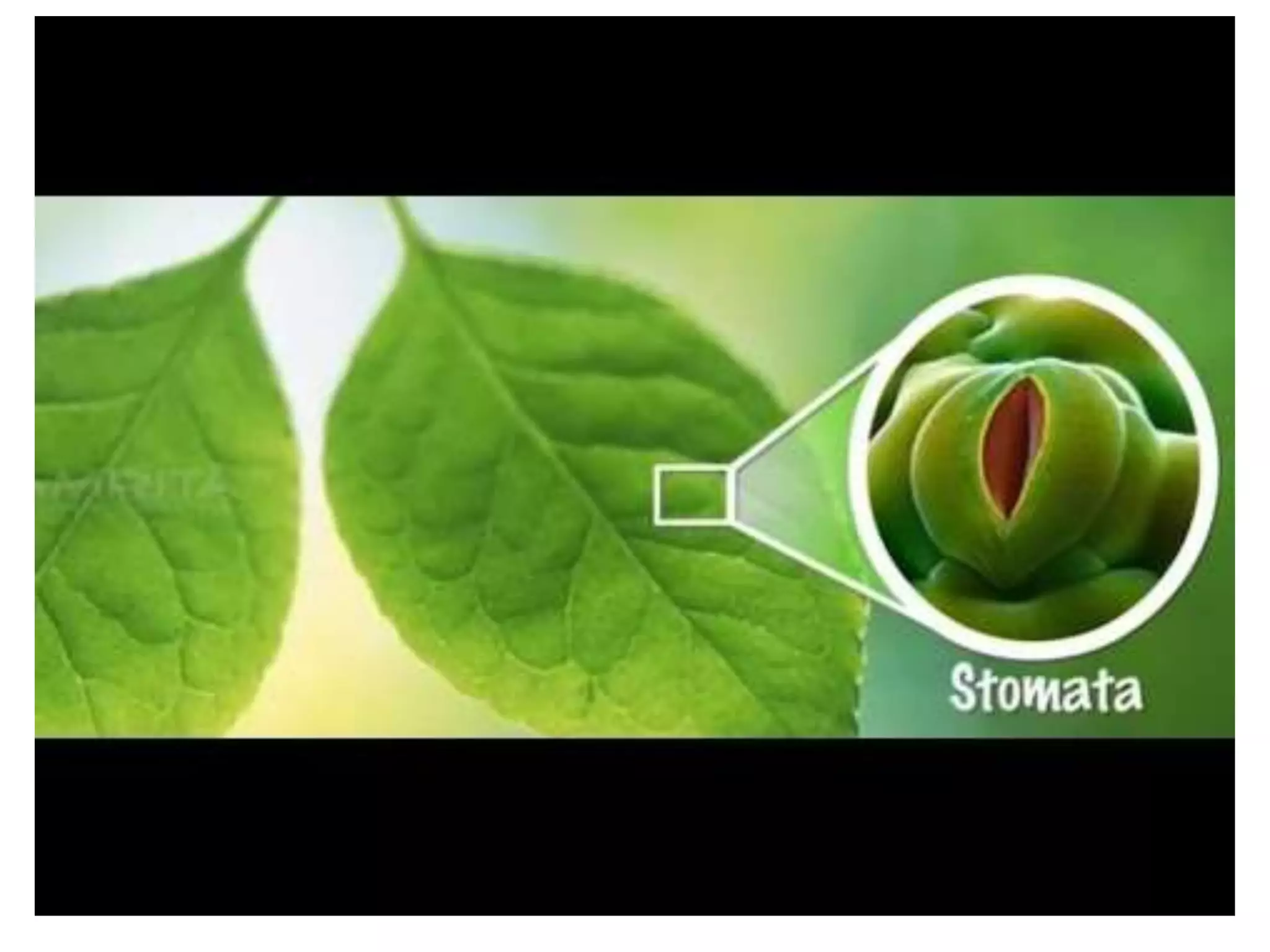 Leaf, stomata & stem anatomy | PPTX