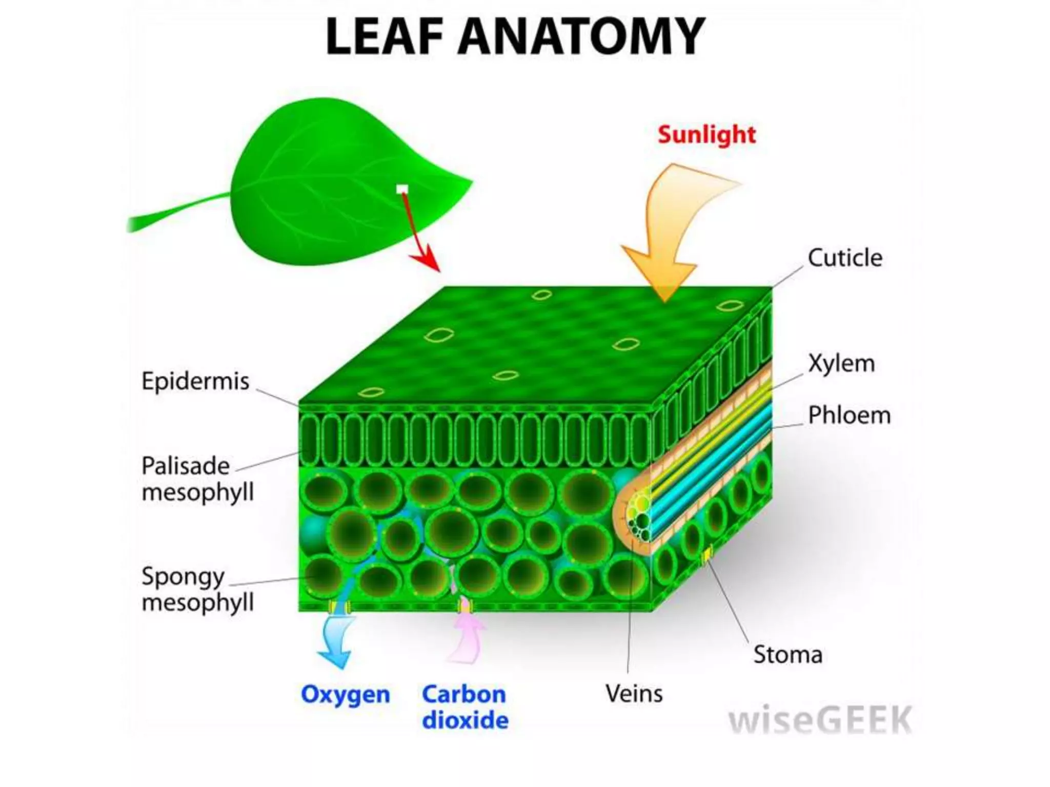 Leaf, stomata & stem anatomy | PPTX