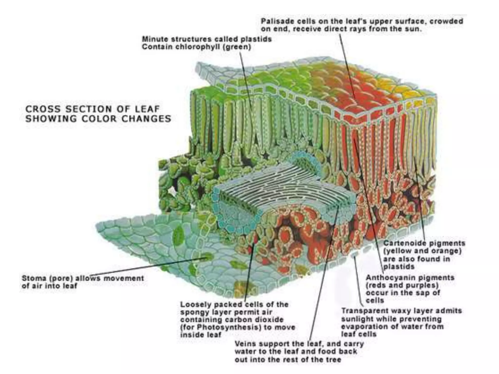 Leaf, stomata & stem anatomy | PPTX