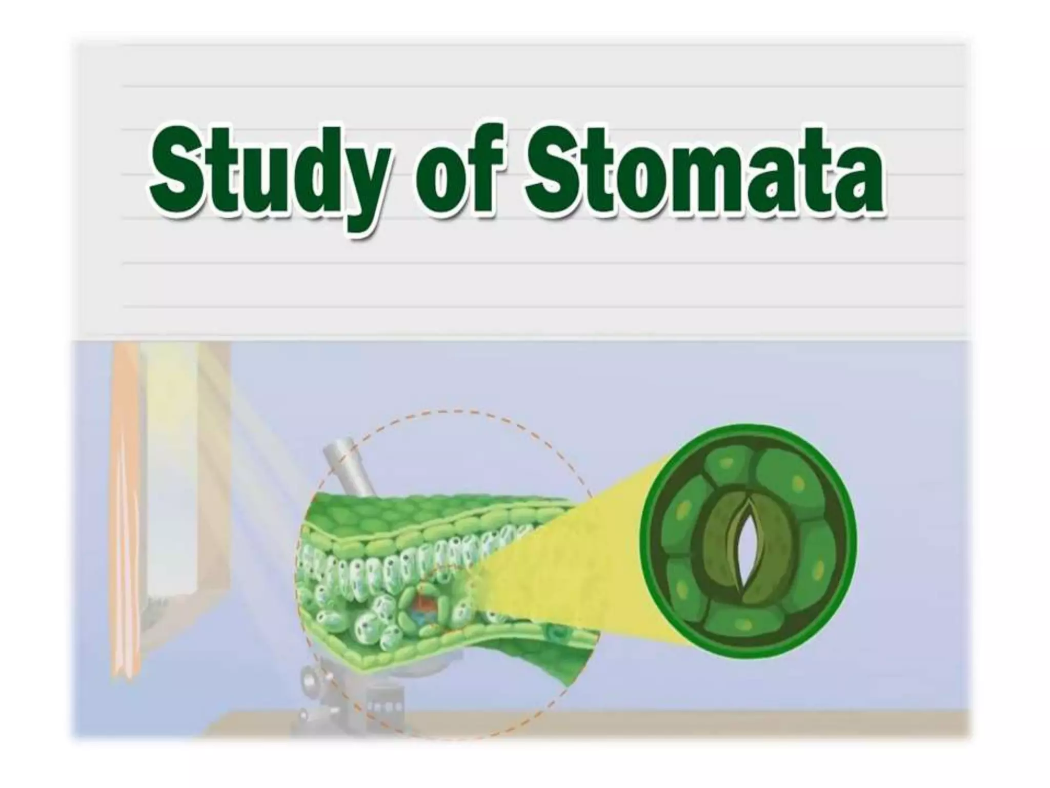 Leaf, stomata & stem anatomy | PPTX