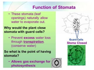 Stomata In Leaf