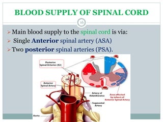 blood supply of brain and spinal cord | PPTX