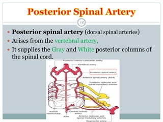 blood supply of brain and spinal cord | PPTX