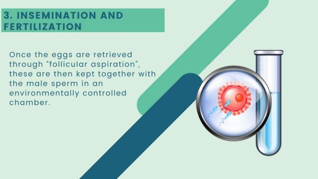 Stages of IVF | PPT
