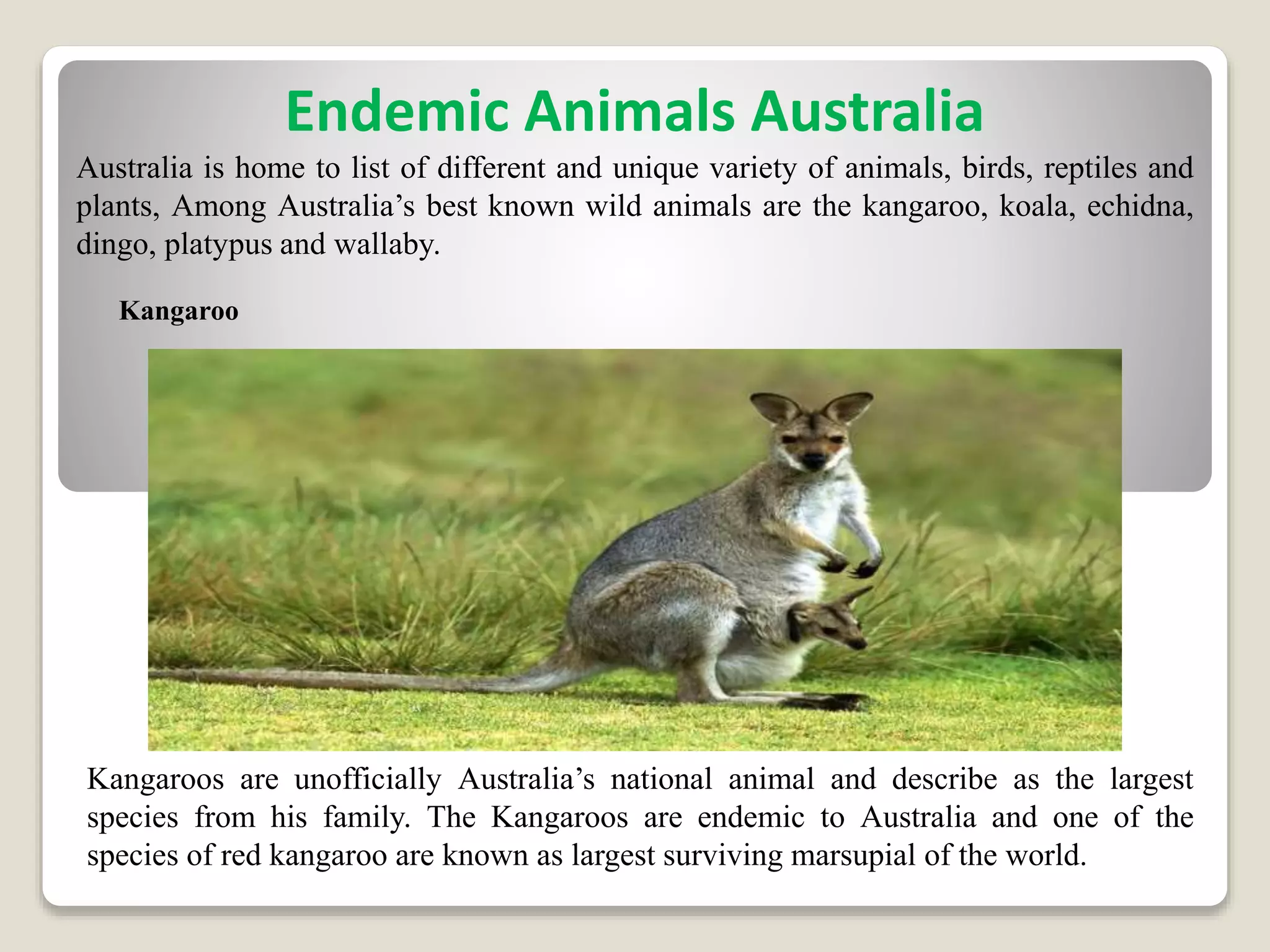 Endemic animals | PPT