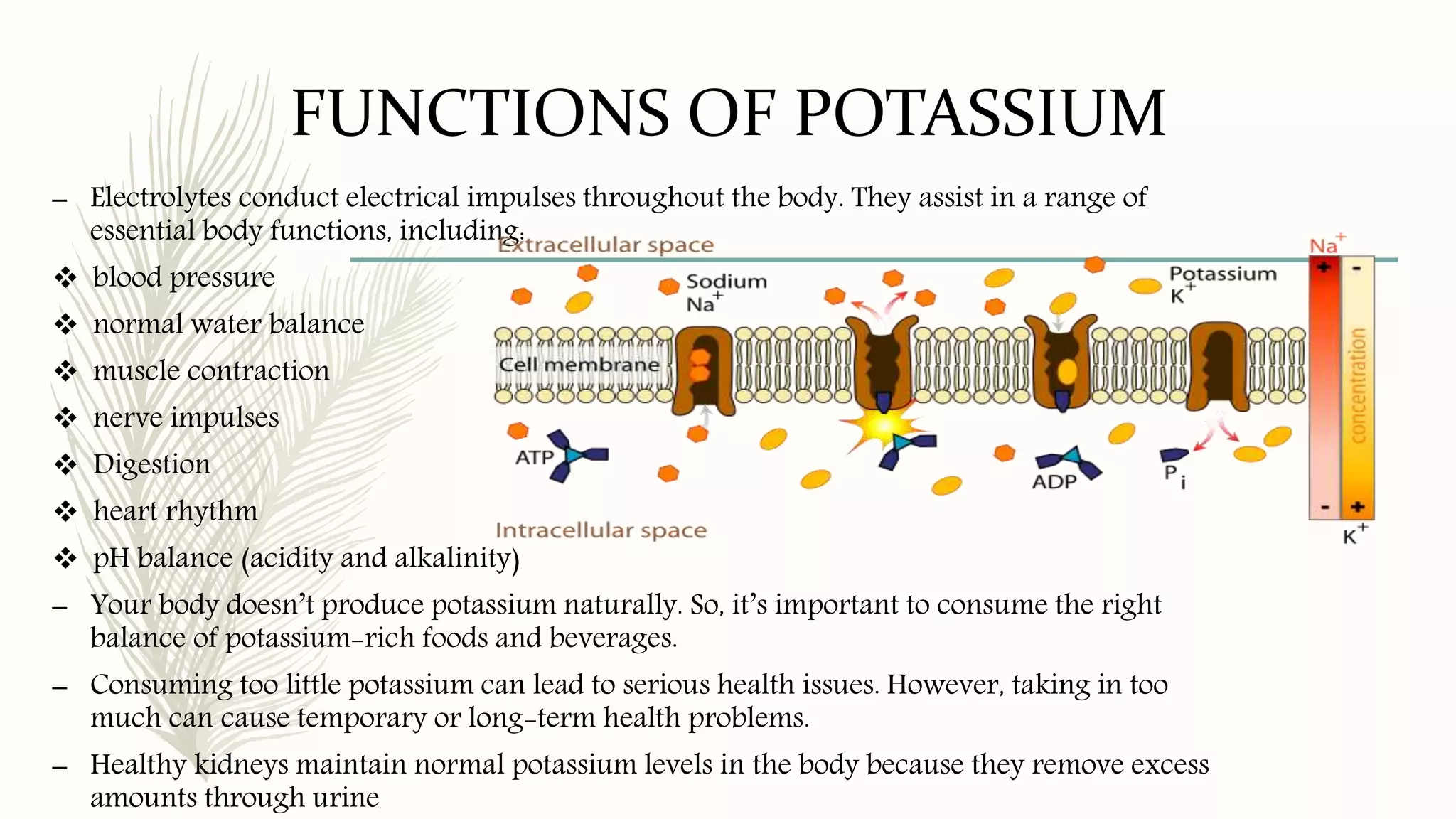 Potassium - A mineral | PPTX