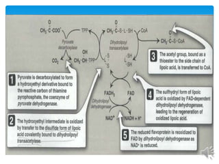 TCA cycle 1 | PPTX | Endocrine and Metabolic Diseases | Diseases and ...