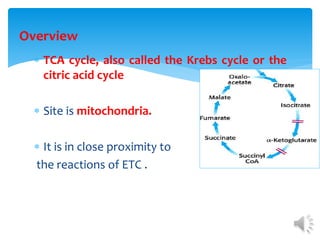 TCA cycle 1 | PPTX | Endocrine and Metabolic Diseases | Diseases and ...