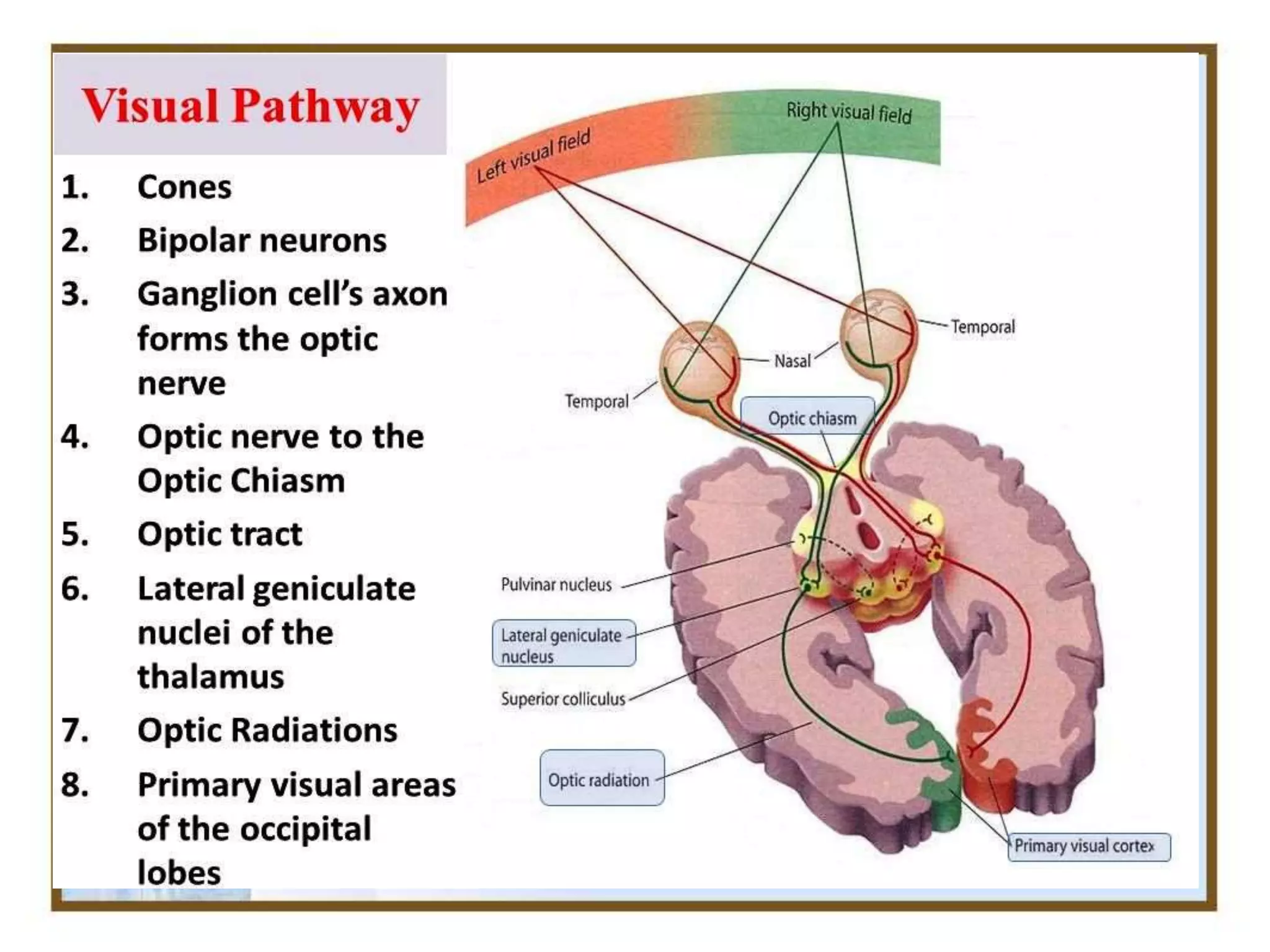OPTIC NERVE & VISUAL PATHWAY | PPTX
